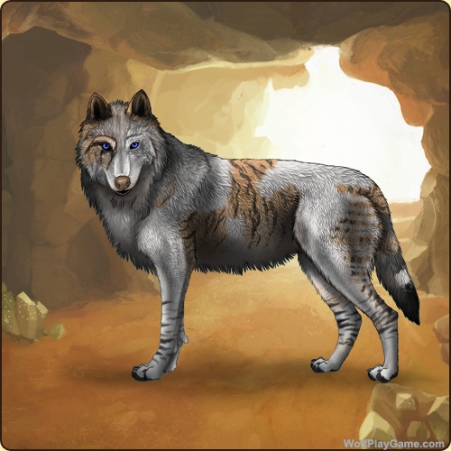 Wolf Play : Prettiest wolf contest!